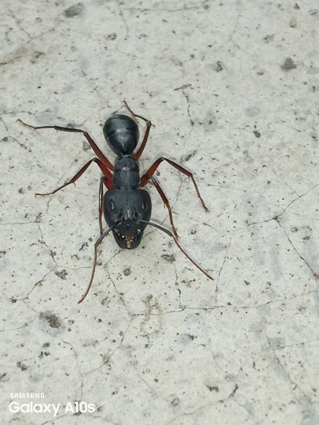 ANT - Samsung Members