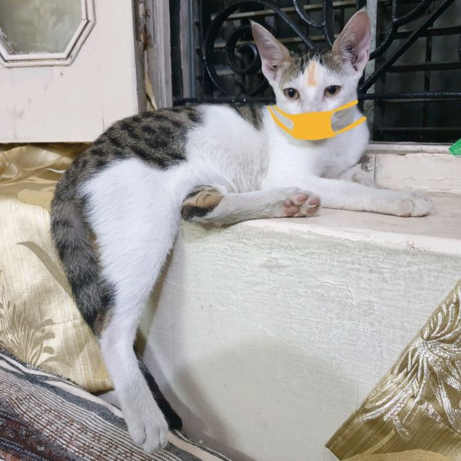 Stay Safe, Keep Safe - Use Mask. - Samsung Members