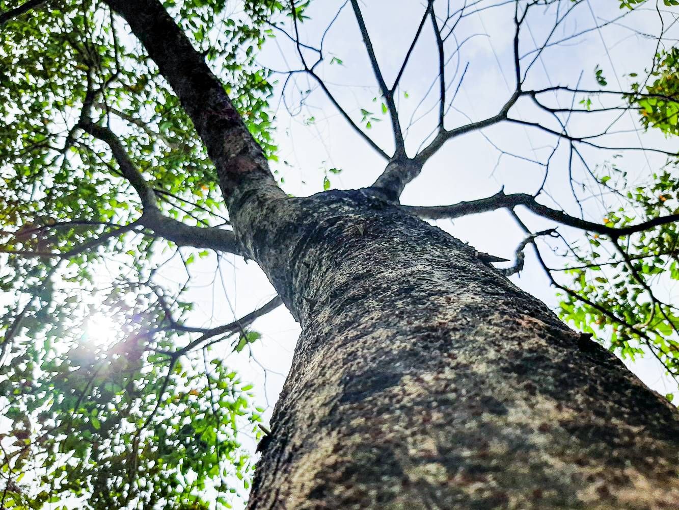 Tree@Anywhere - Samsung Members