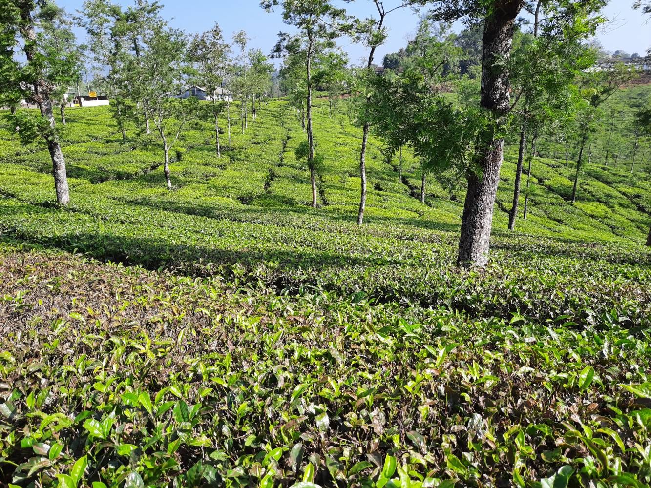 Tea plantation, Kerala (India) - Samsung Members