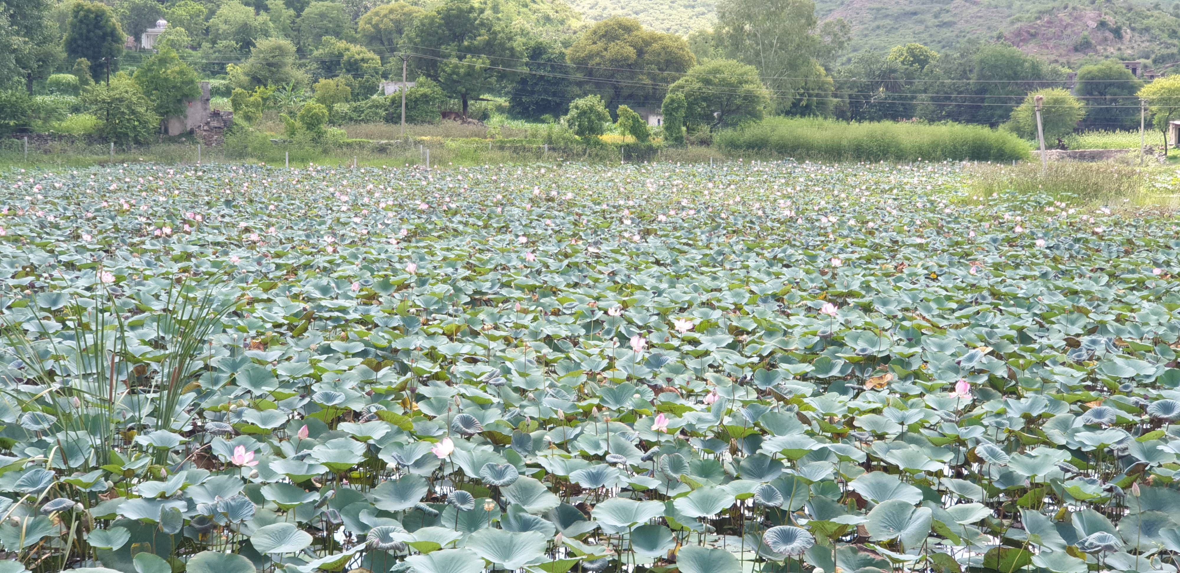 lotus - Samsung Members