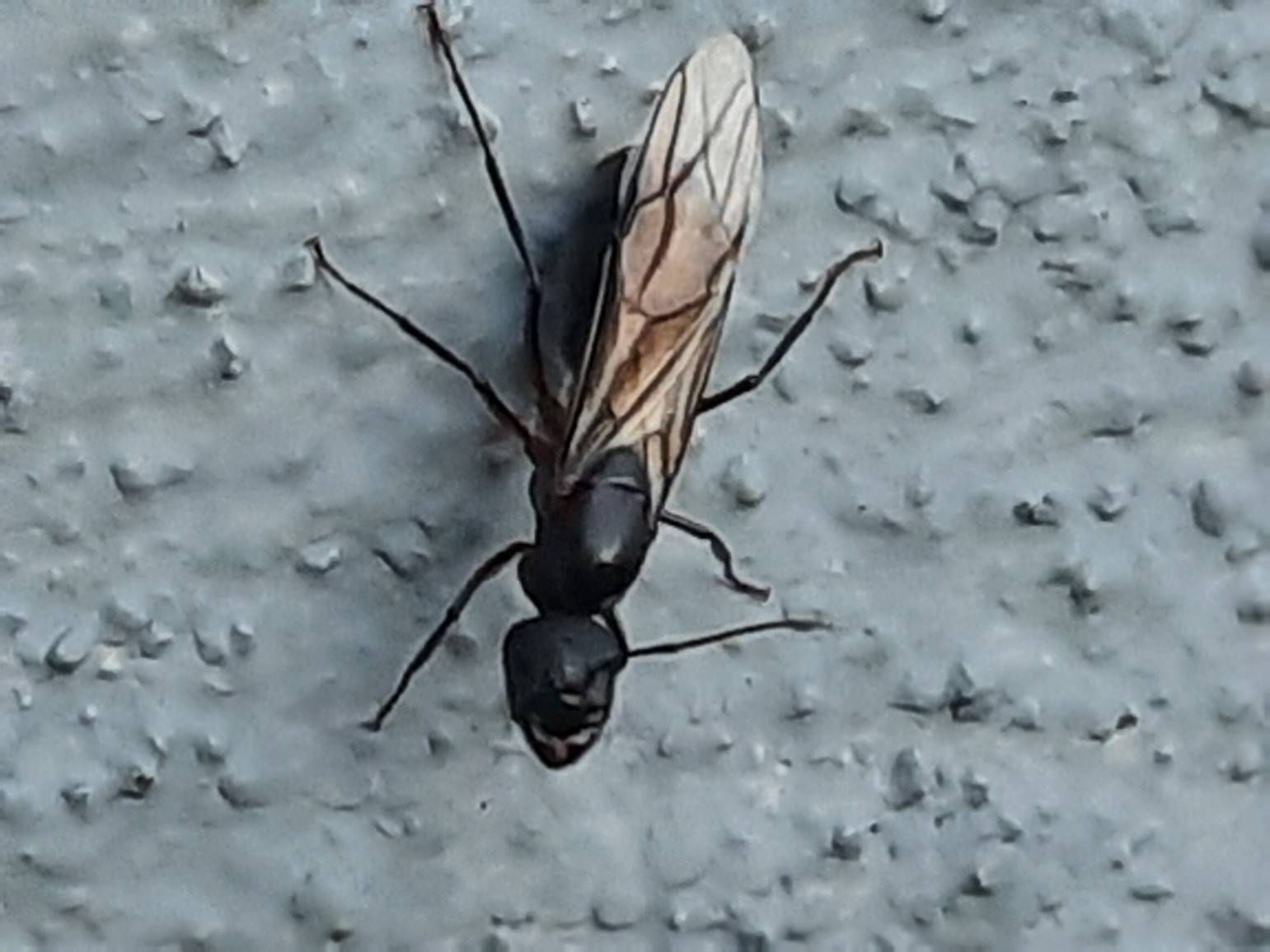 ant - Samsung Members