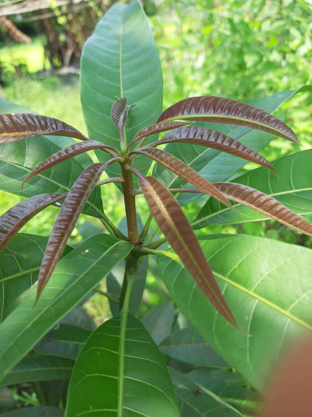 Photography - Mango Tree at Noakhali, Bangladesh. - Samsung Members