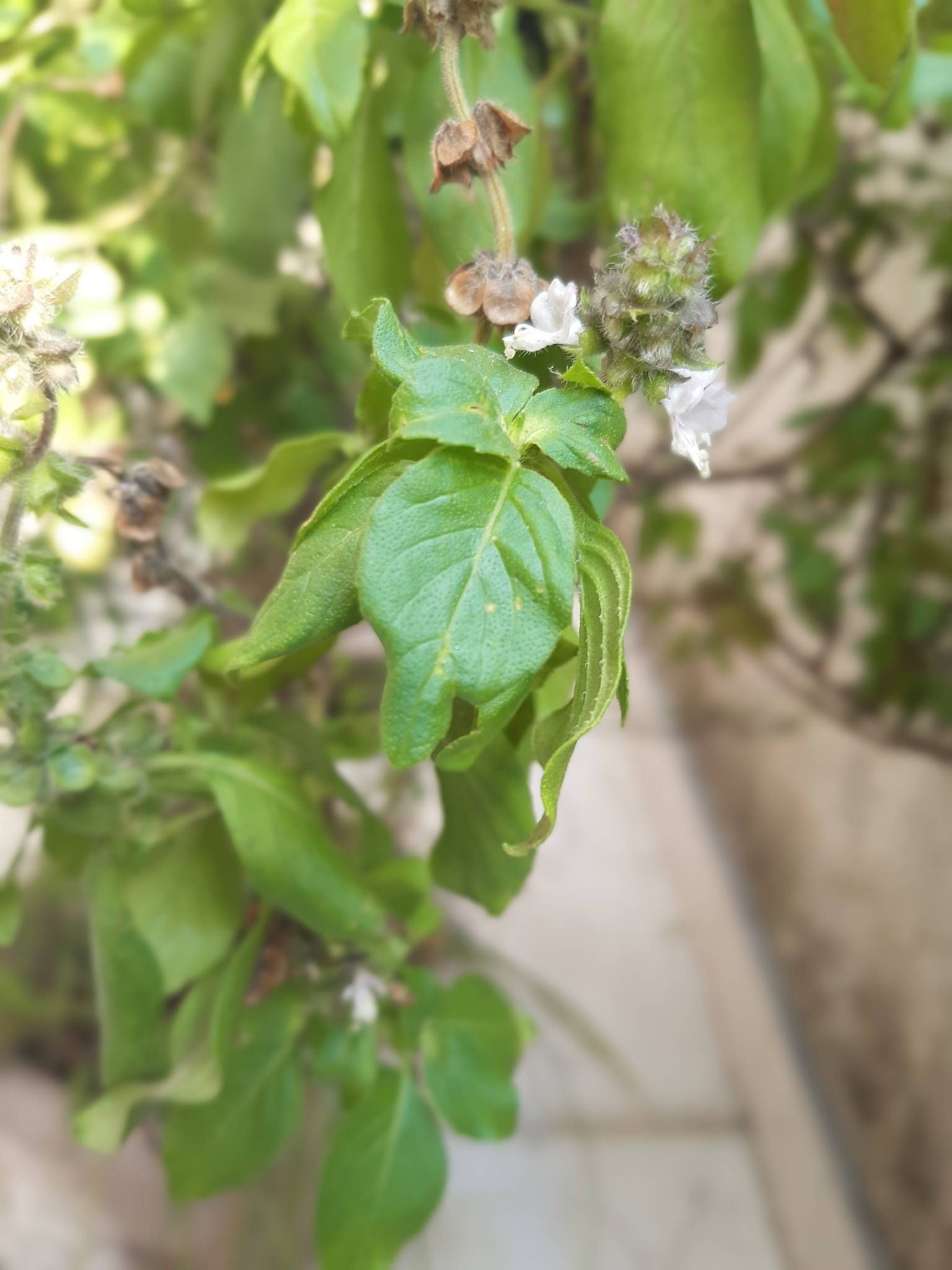 gcam photo samples - Samsung Members