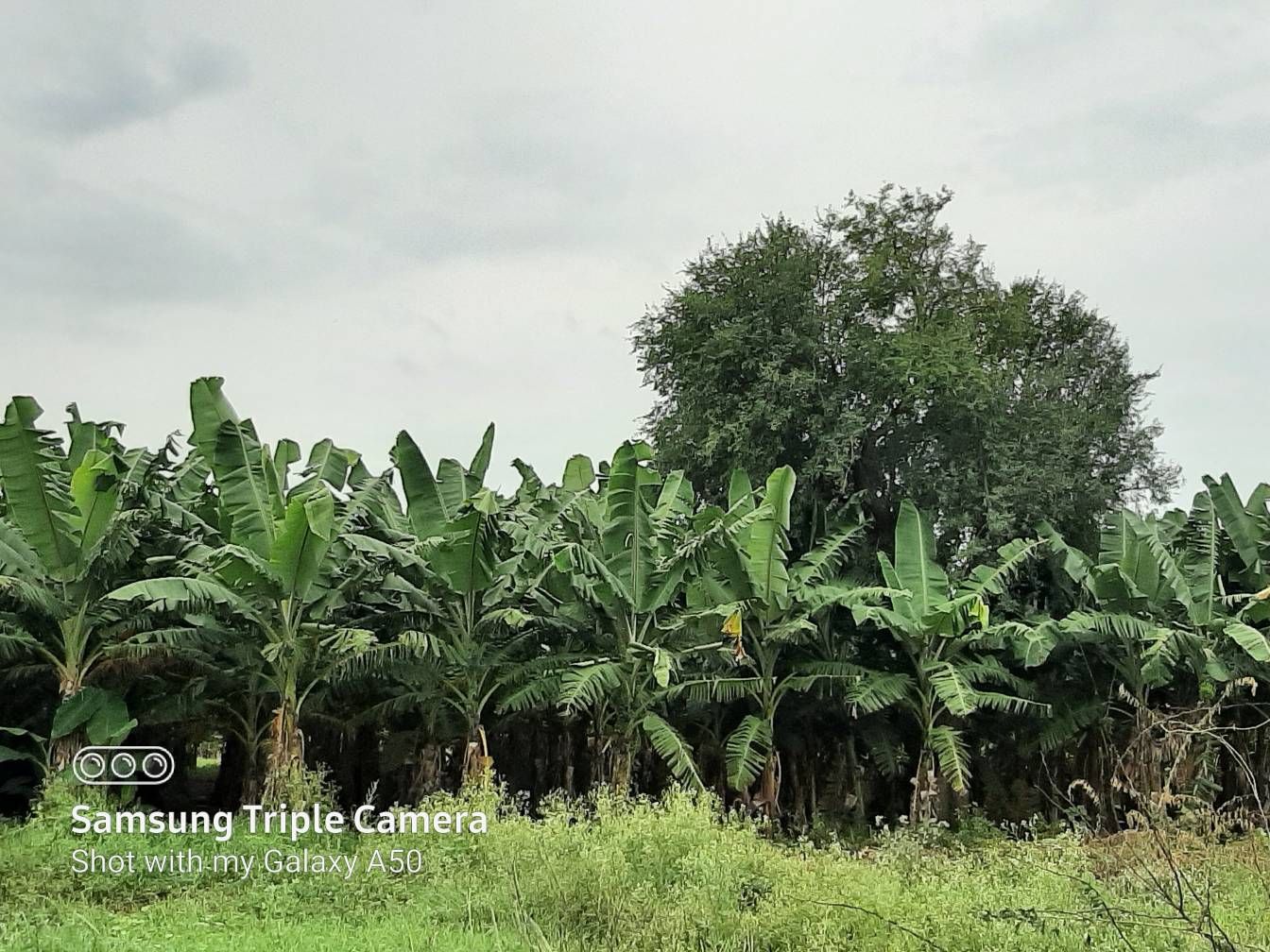 banana trees - Samsung Members