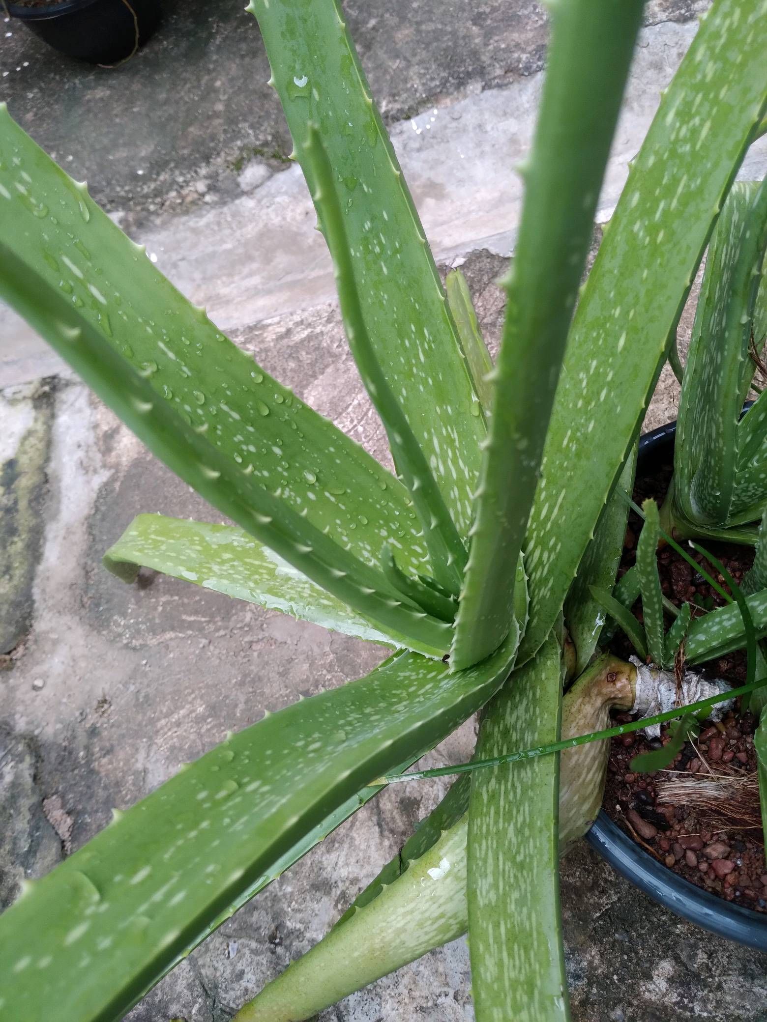 Aloe vera - Samsung Members