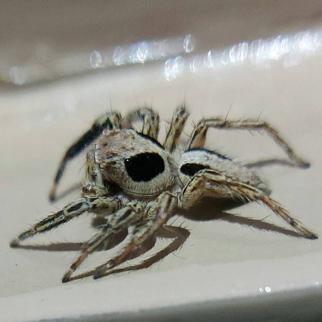 spider - Samsung Members