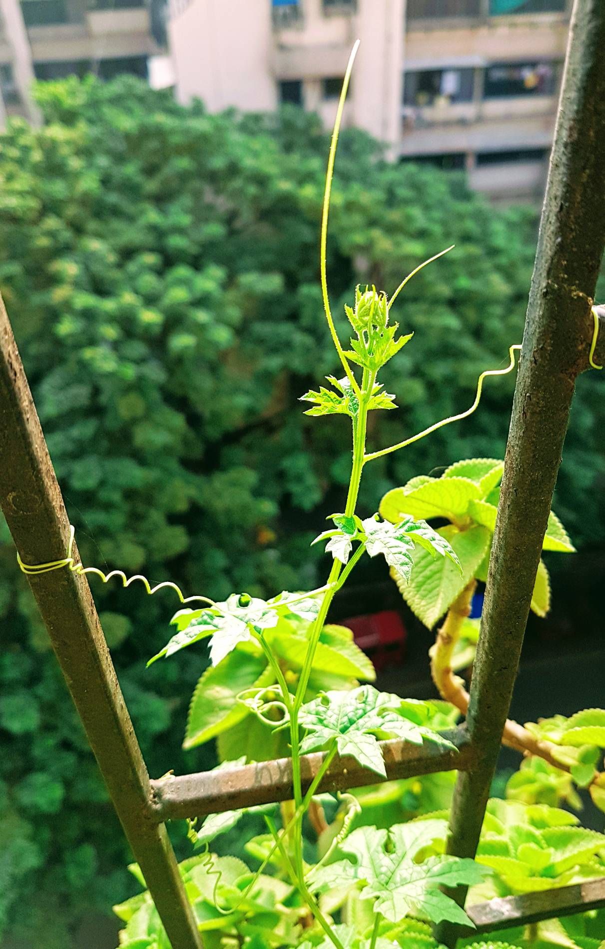 Pure Oxygen.. - Samsung Members