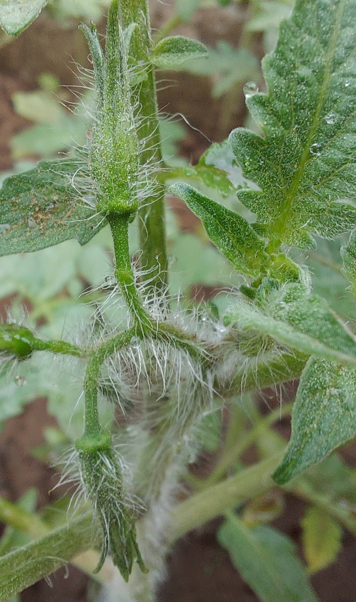 tomato buds grown in pot - Samsung Members