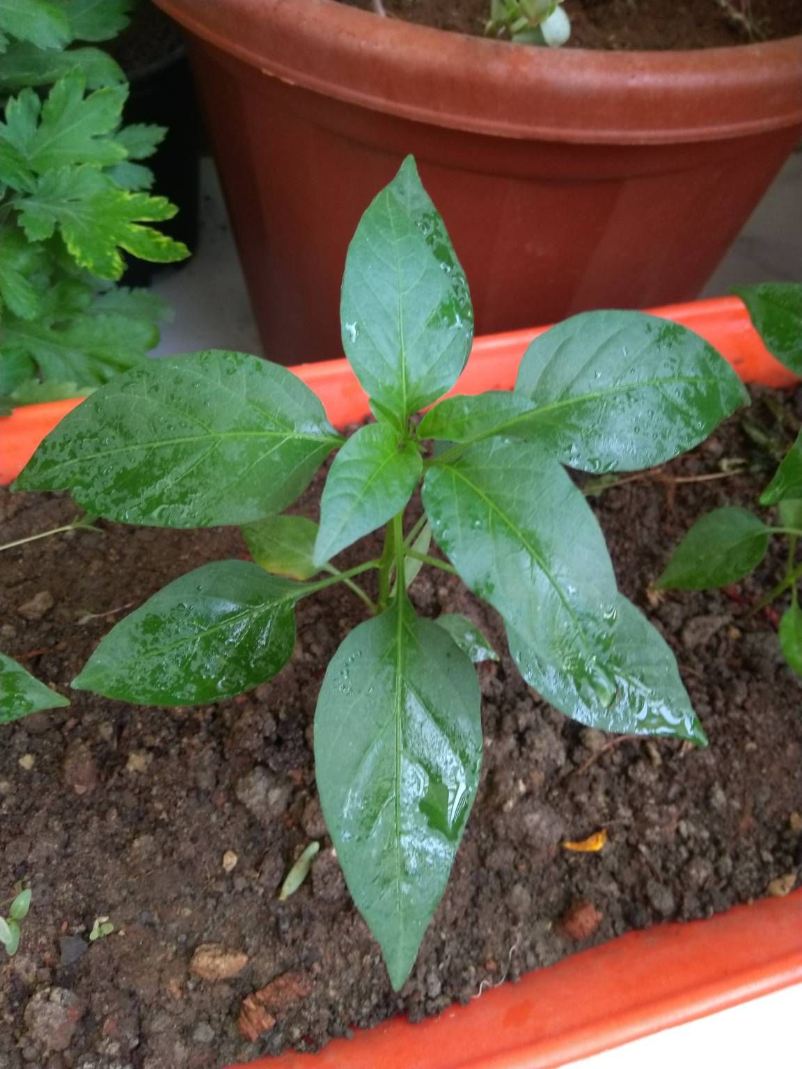 Baby Chilli Plant - Samsung Members