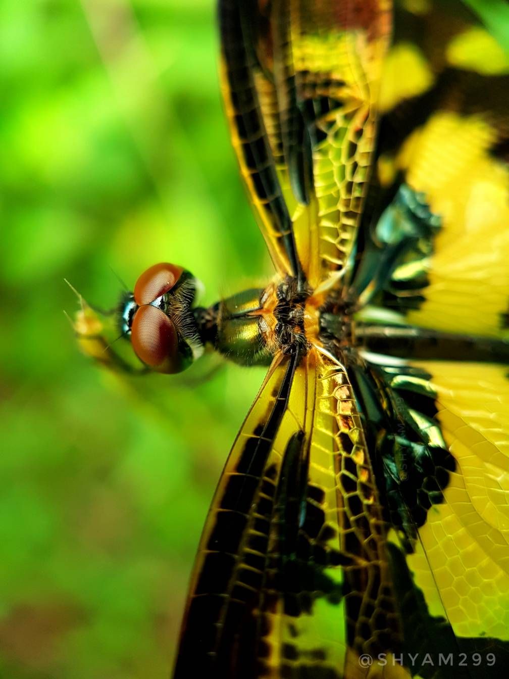 The Mesmerizing Dragonfly - Samsung Members