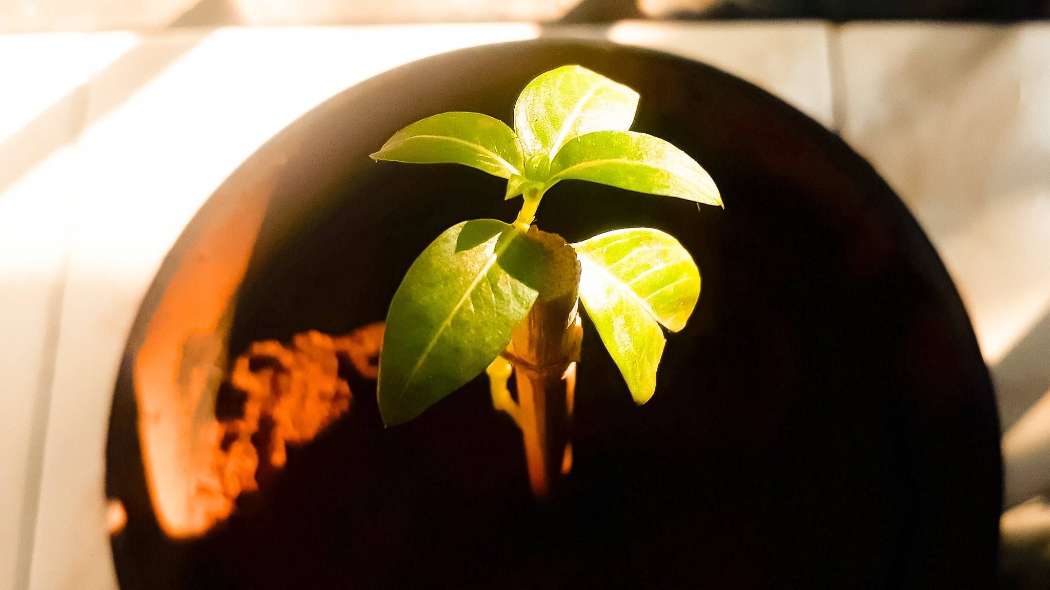 Peri - Winkle - Samsung Members