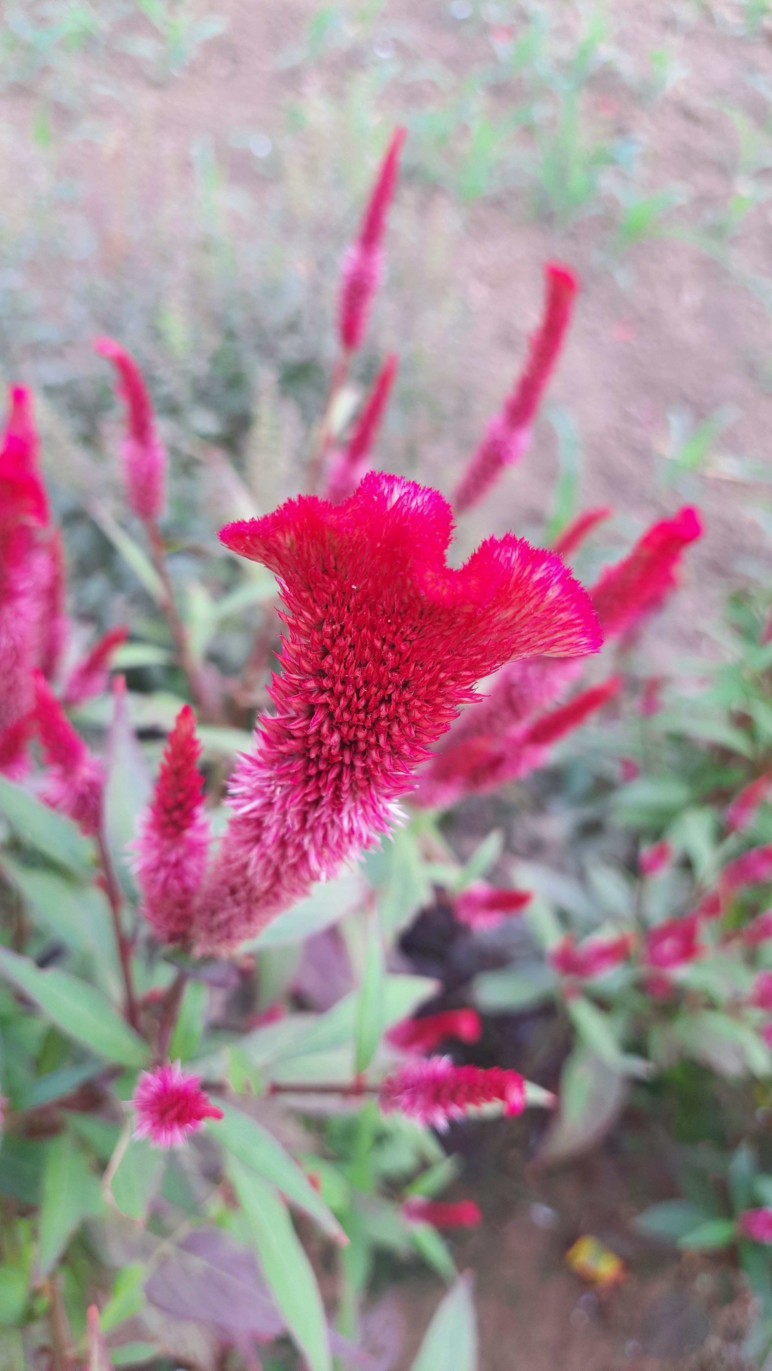 micro - Samsung Members