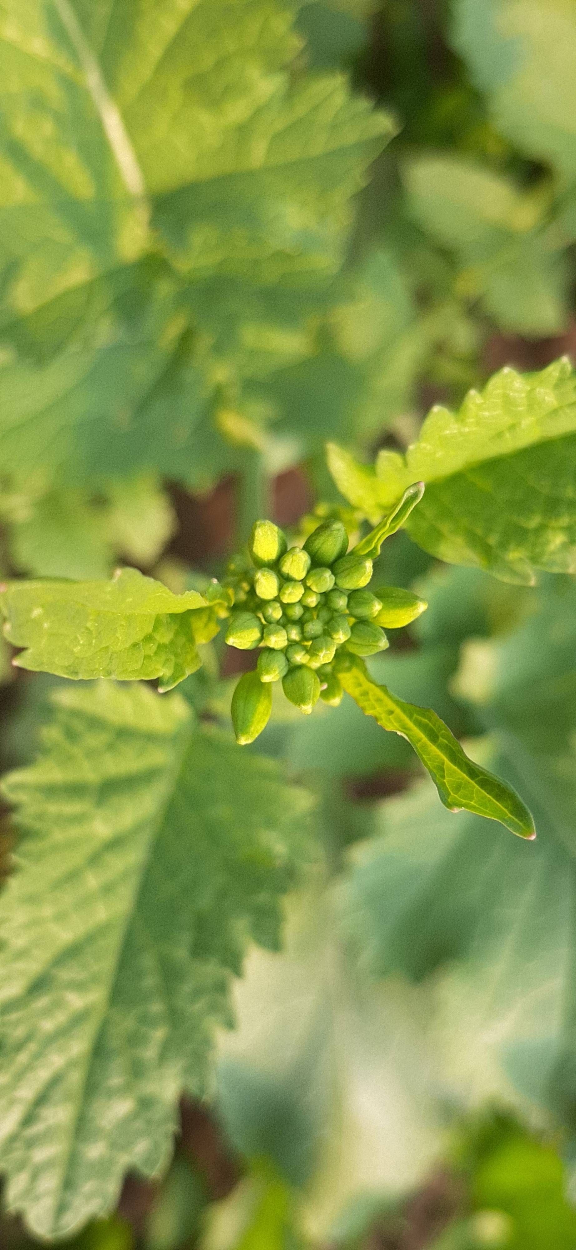 sarso/muli plant - Samsung Members