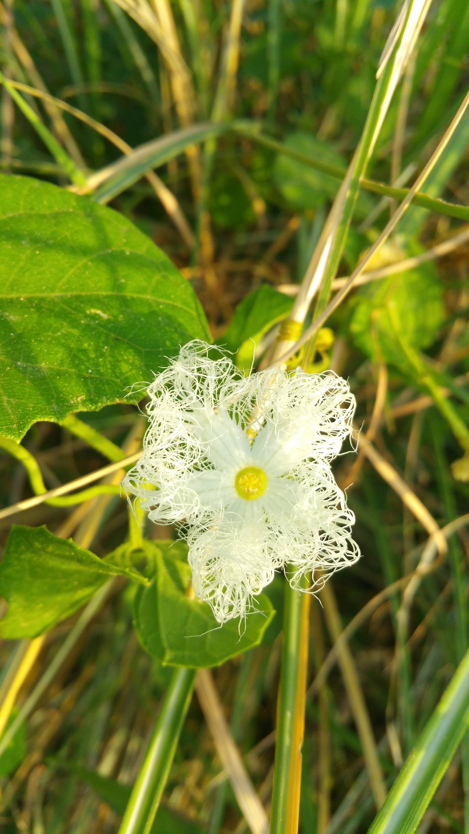 click by S.note - Samsung Members