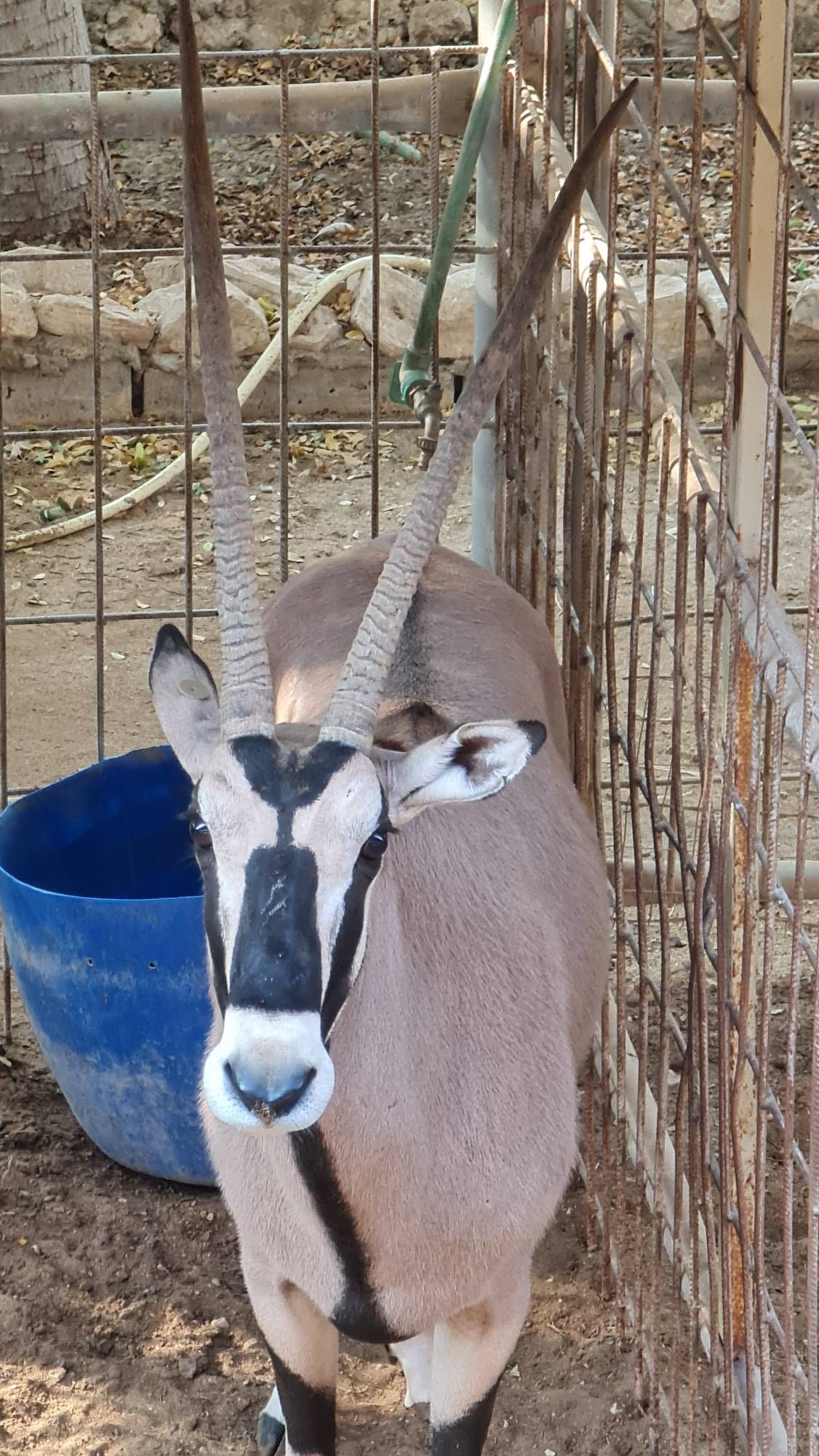 Qatar National Animal.. - Samsung Members