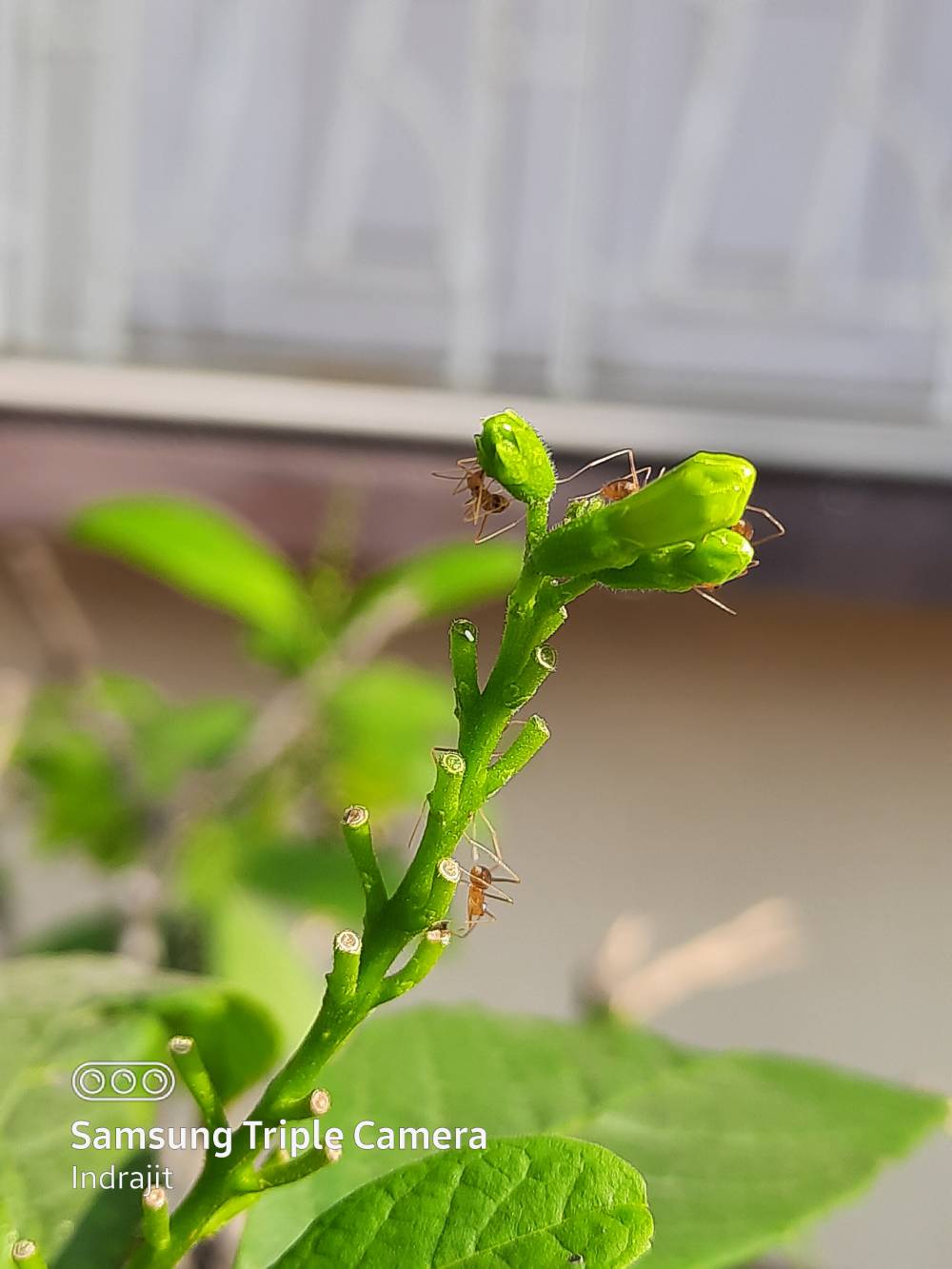 Ant - Samsung Members