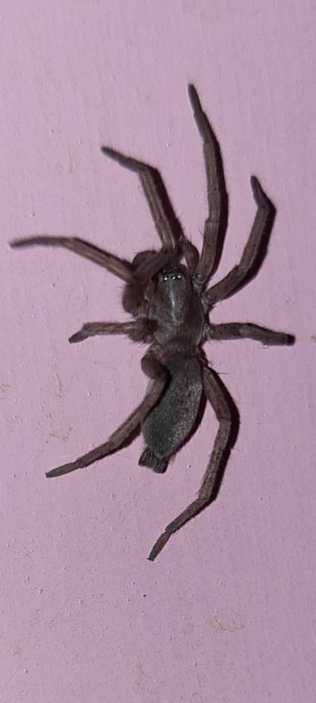 spiders in web - Samsung Members