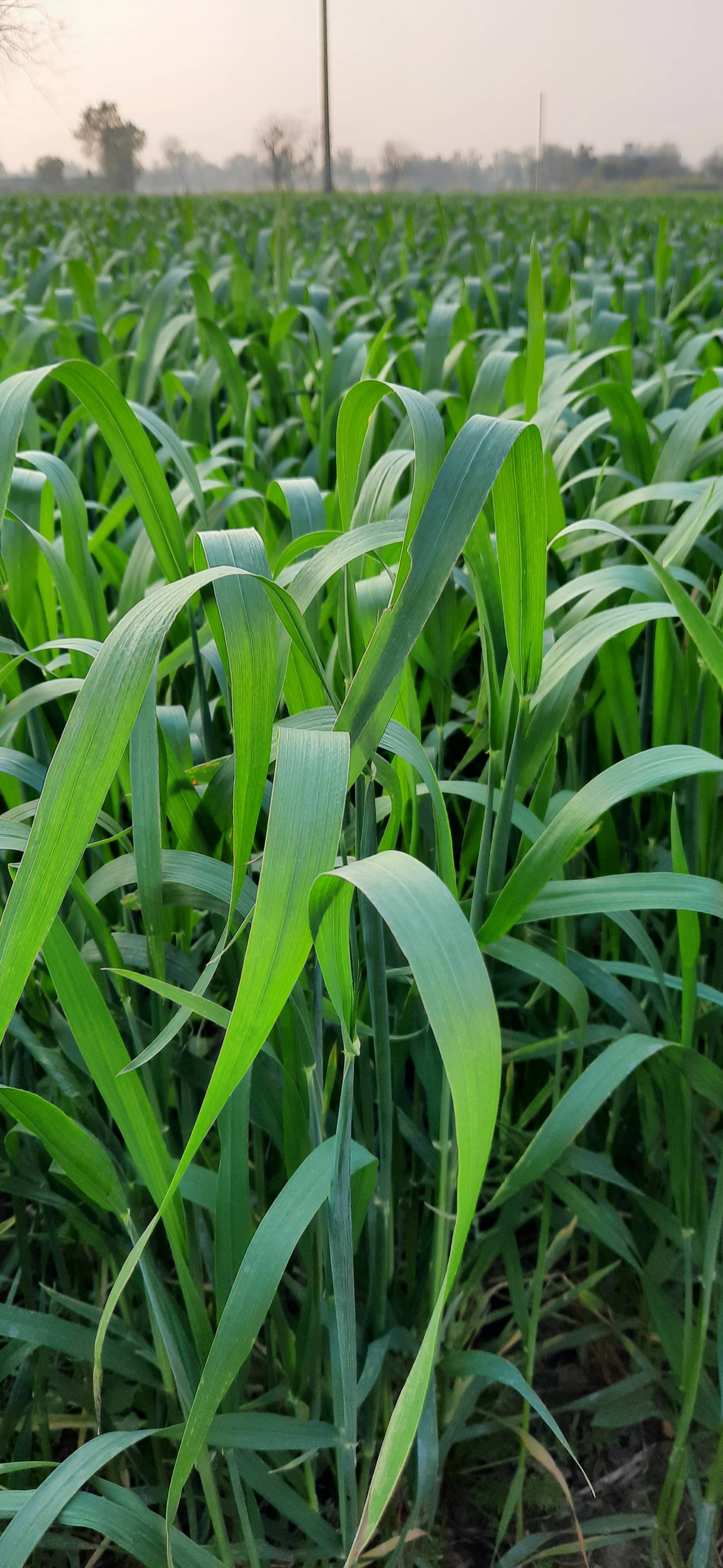 Vit grass 🌾 - Samsung Members