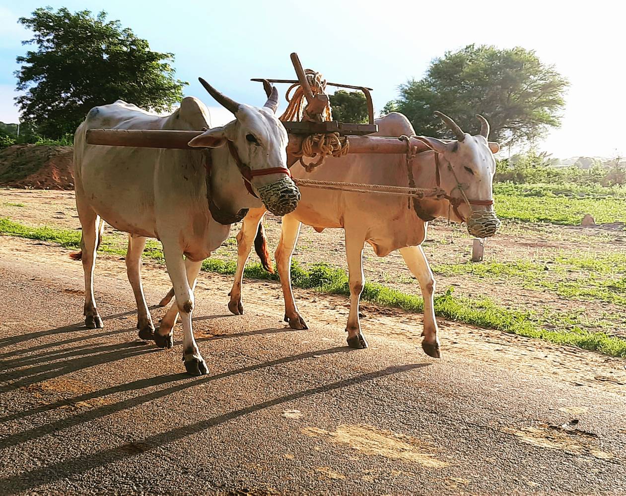 🥰🥰 #bunny__dilip - Samsung Members