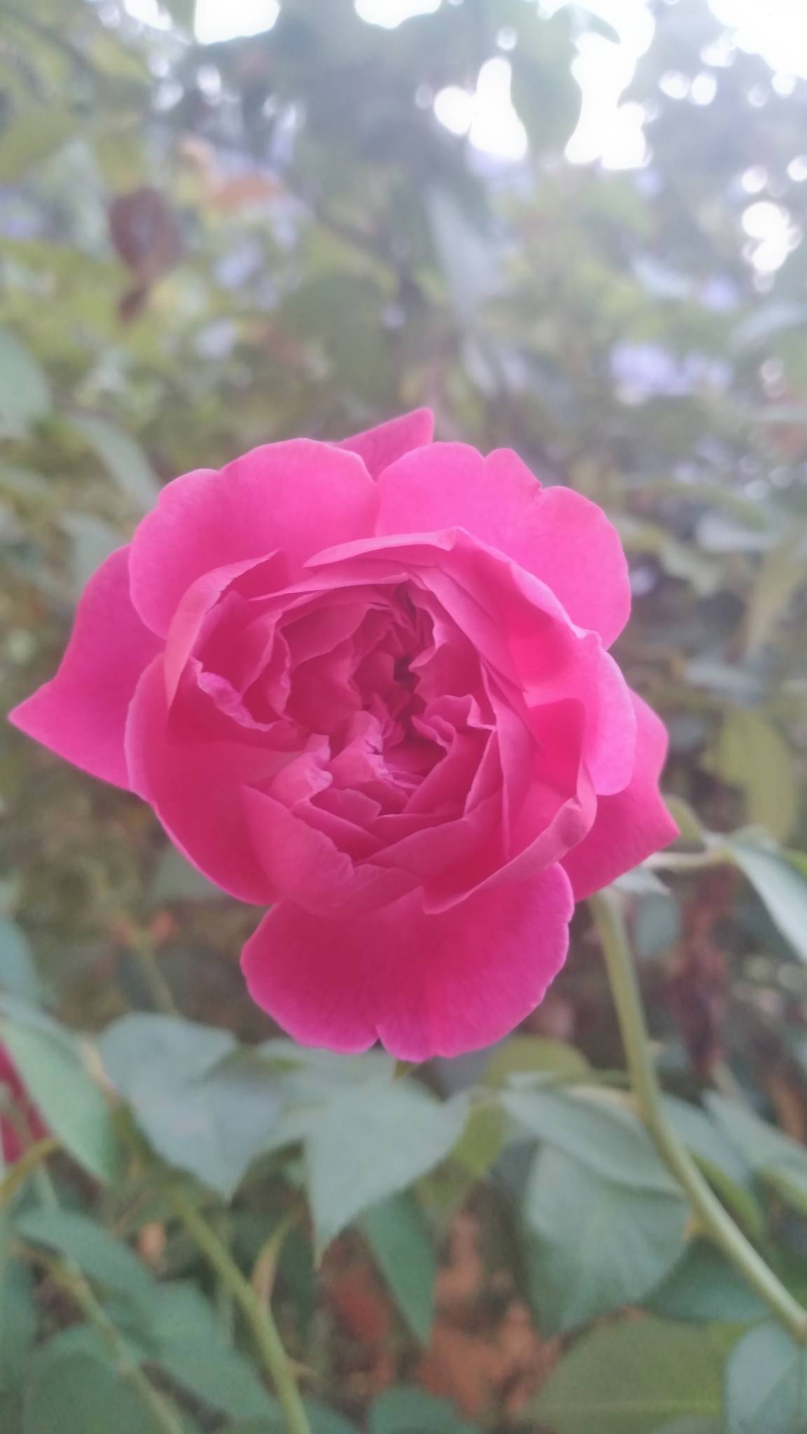 Rose - Samsung Members