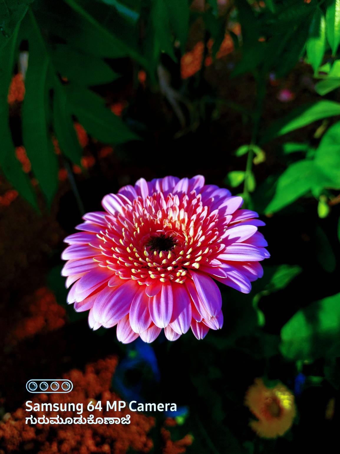 mobile photography - Samsung Members