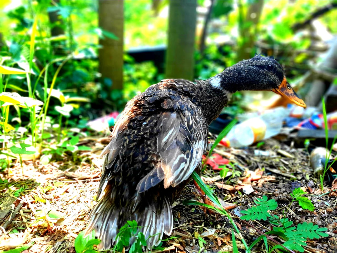 duck - Samsung Members