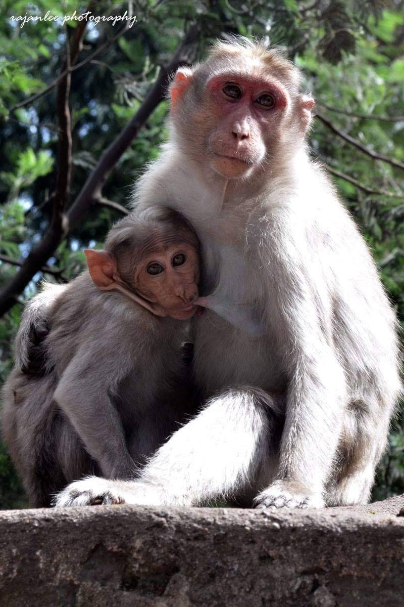 Monkey - Samsung Members