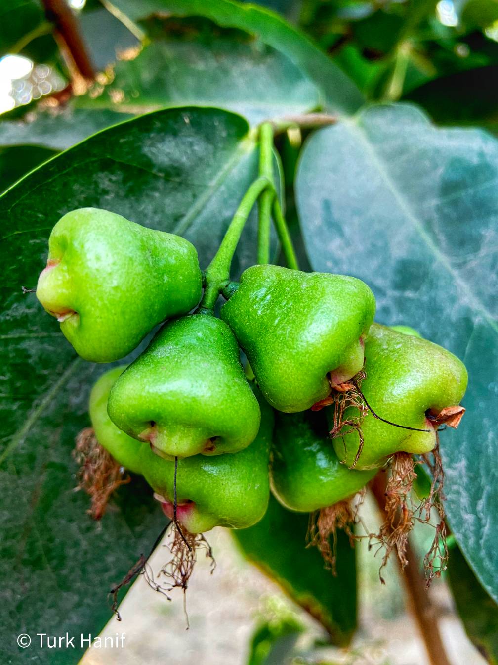 Mexican Red Water Apple #WithGalaxy #samsungs20ult... - Samsung Members