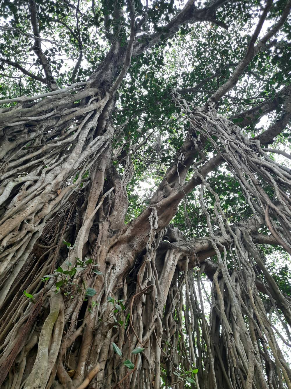 Banian Tree - Samsung Members