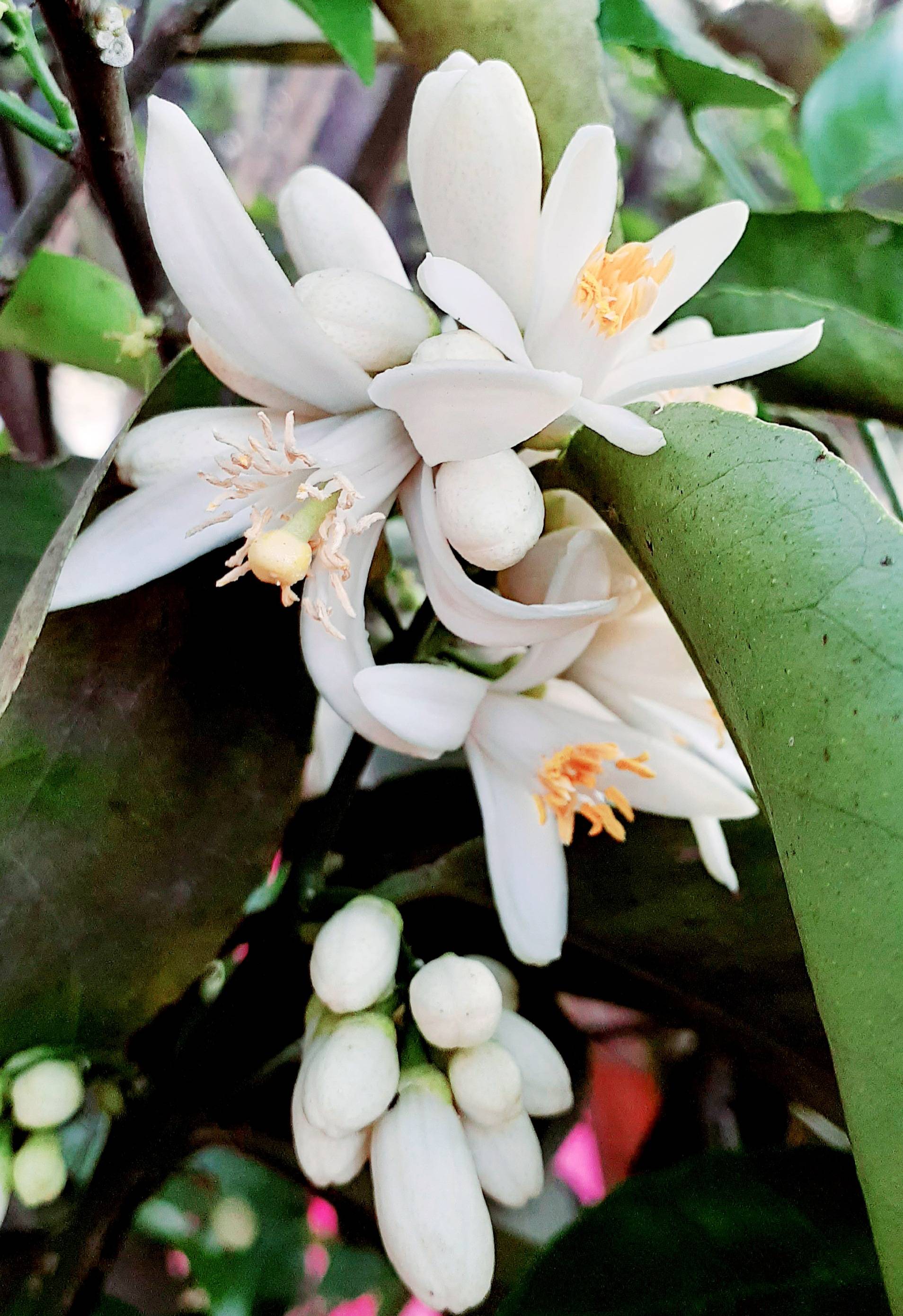 GOOD Morning Galaxy Friends happy holiday's - Samsung Members