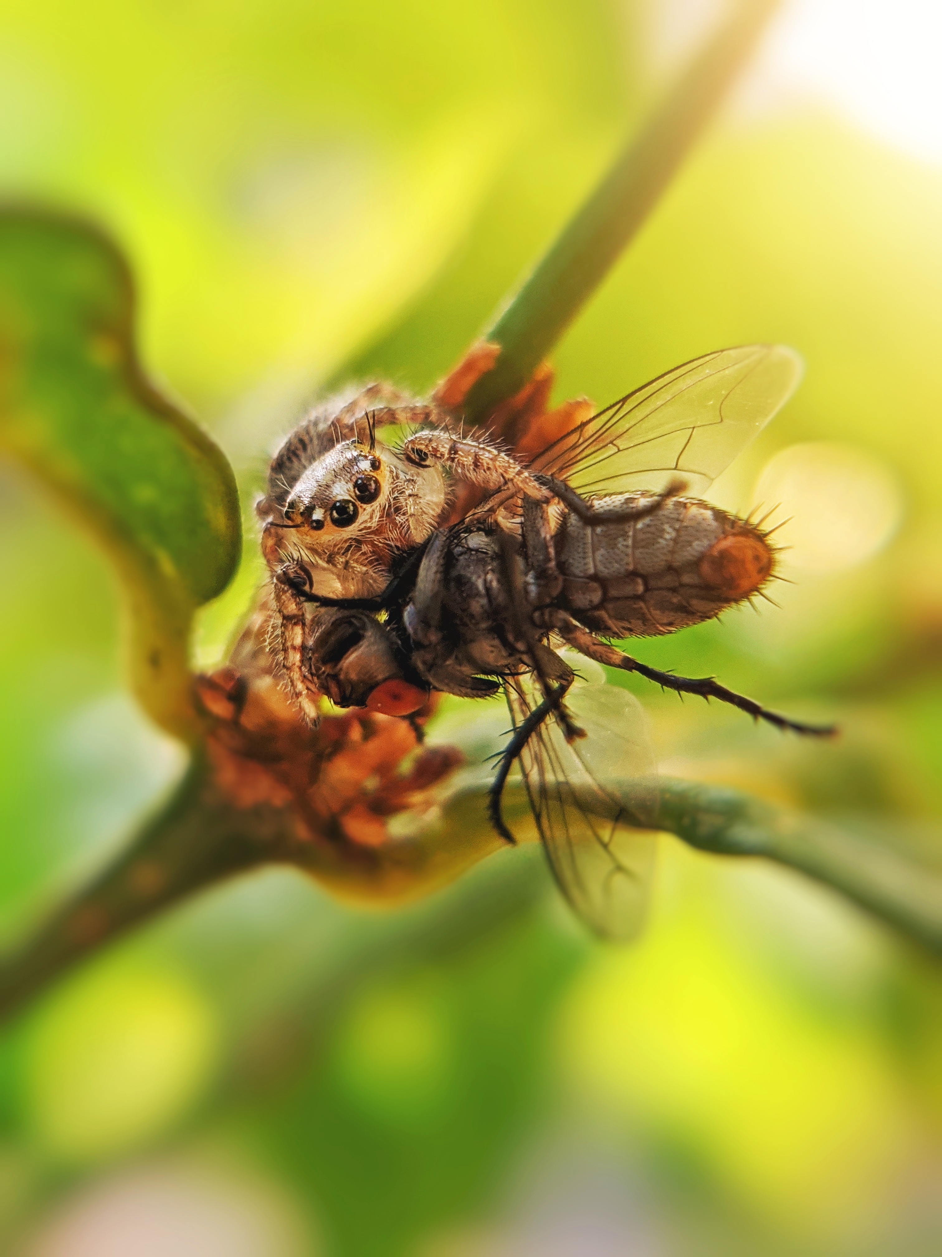 Predator and it's Prey #withGalaxy Note10 f1.5 1/1... - Samsung Members