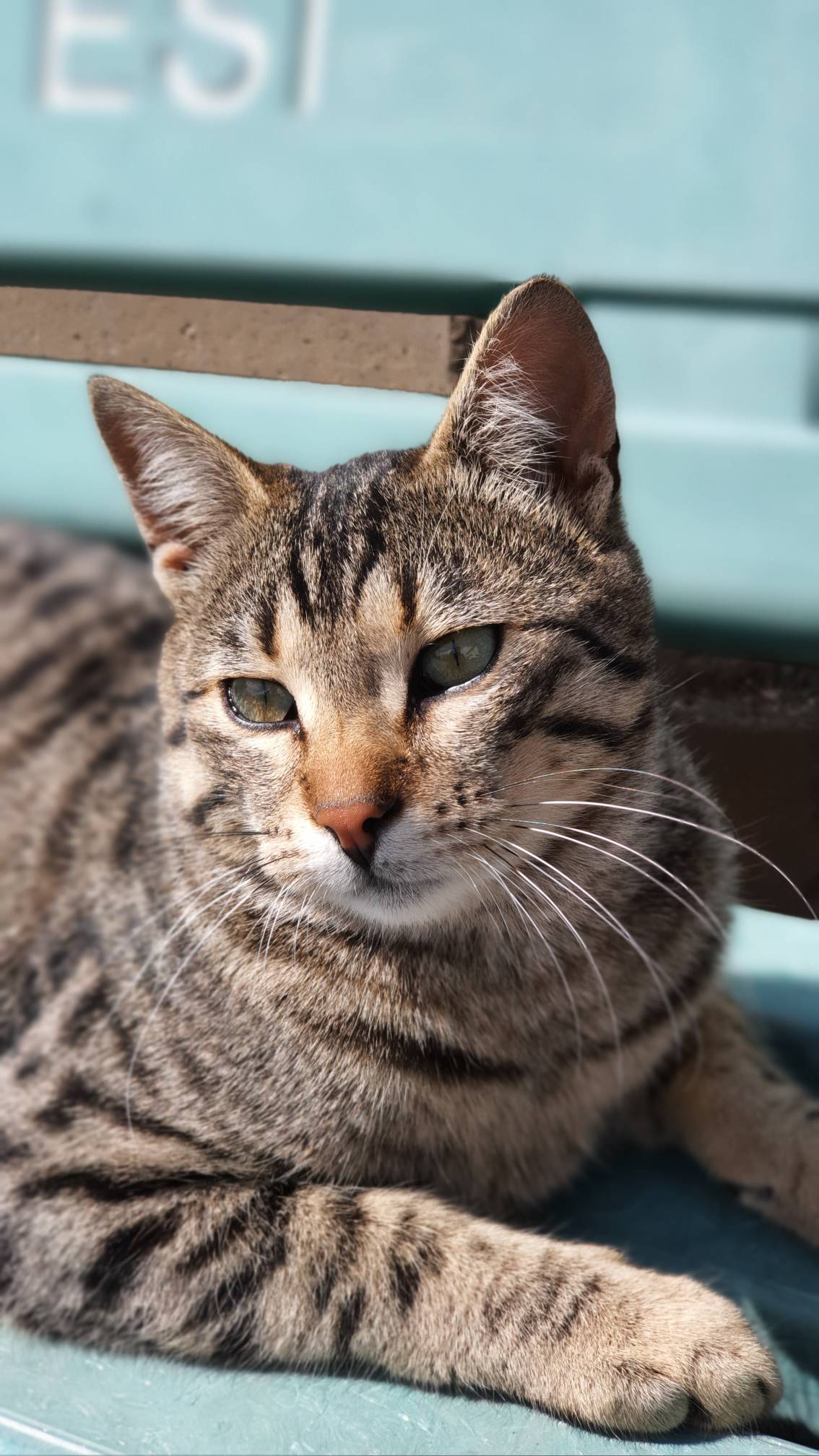 Animals - Samsung Members