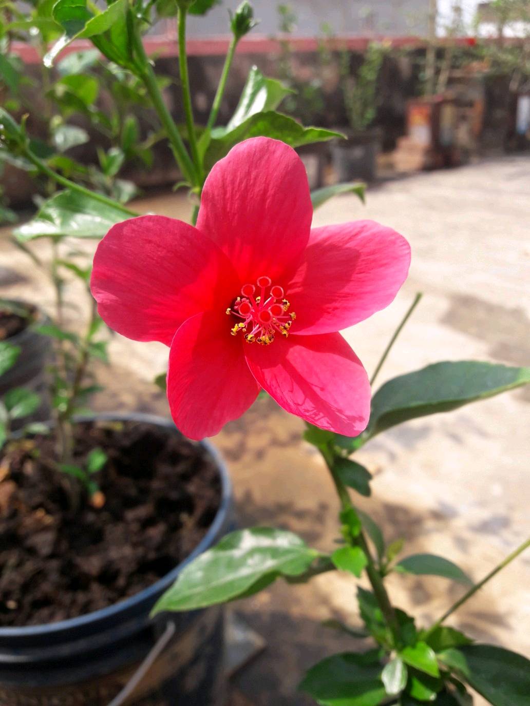 Miniature hibiscus plant of my garden with flower ... - Samsung Members