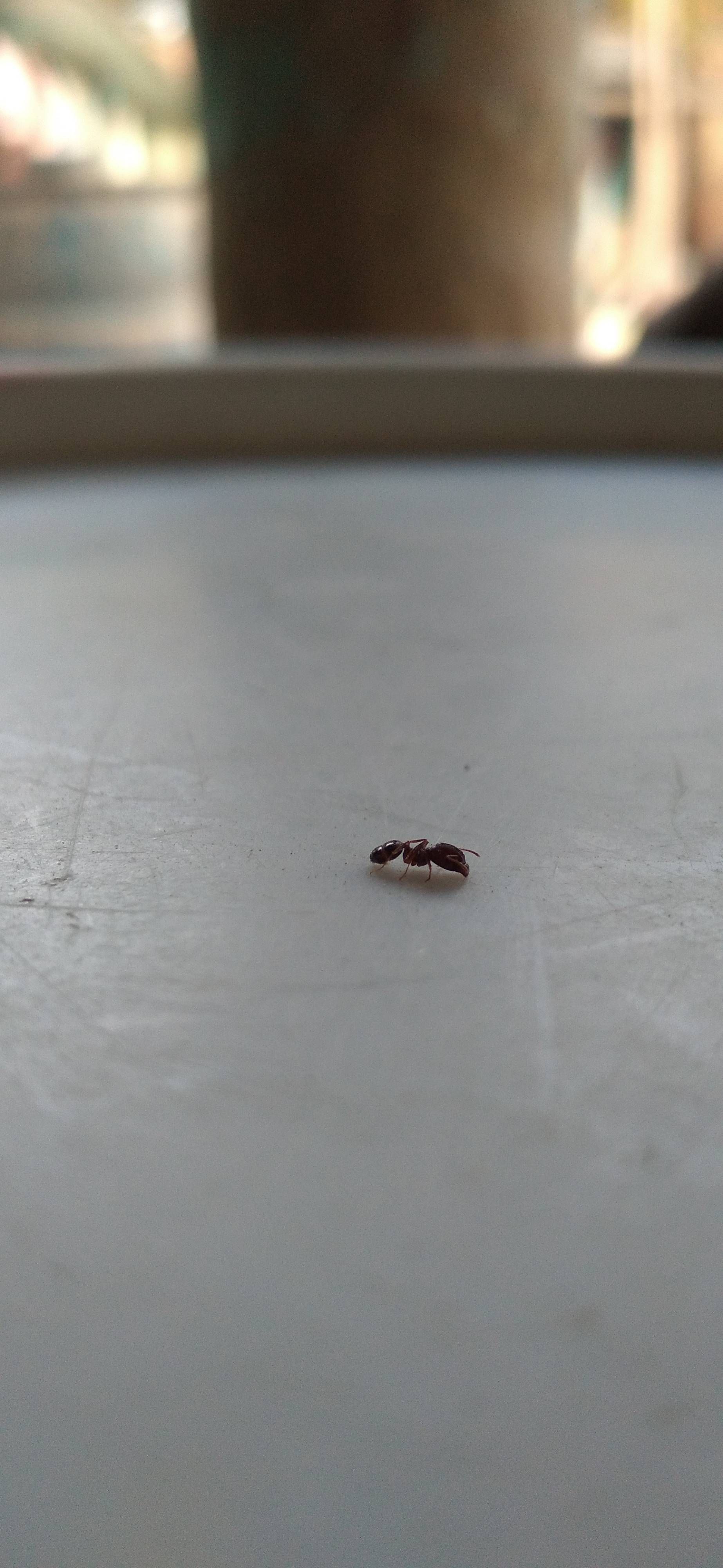 Ant 🐜 - Samsung Members