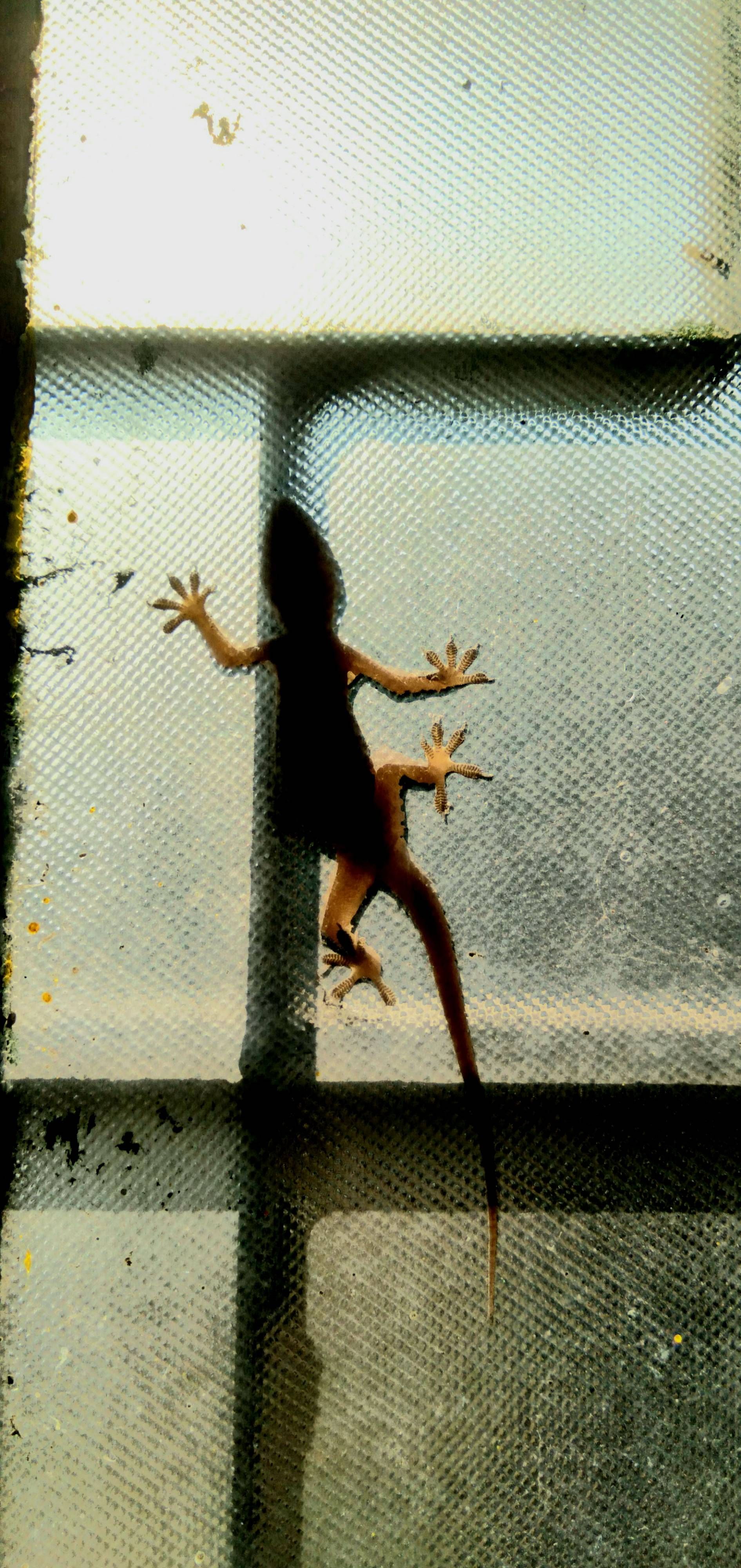 lizard - Samsung Members