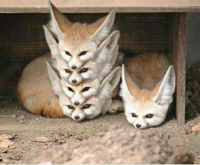 Baby Fennec Foxes