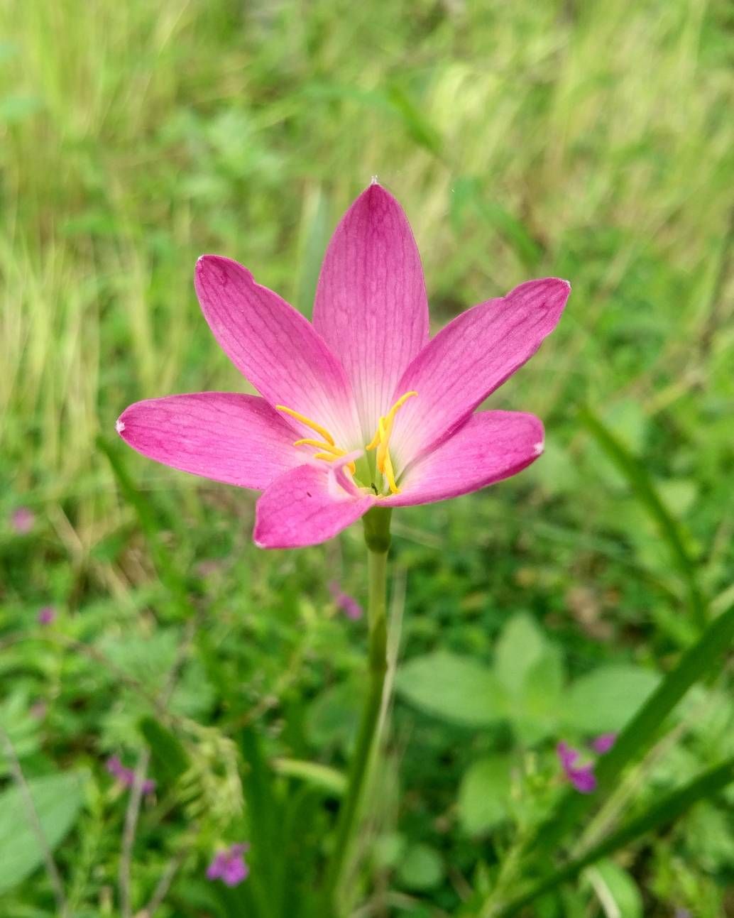 Lily - Samsung Members