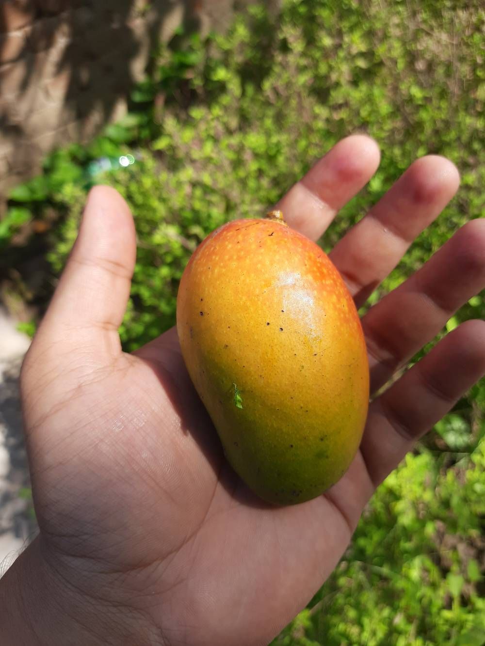 Mango... - Samsung Members