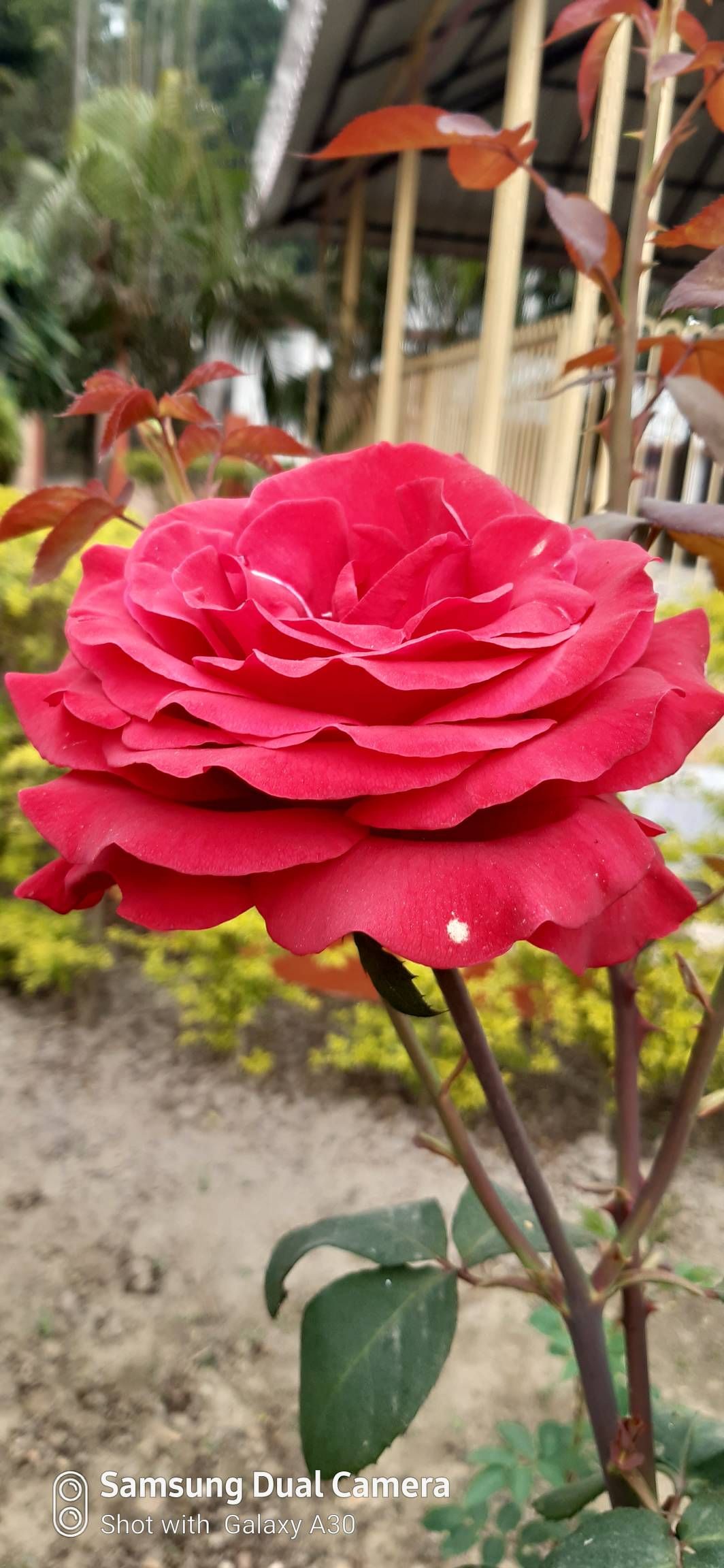 Taj Mahal Rose,---So Beautiful, So Lovely 🌹🌹🌹🌹 - Samsung Members