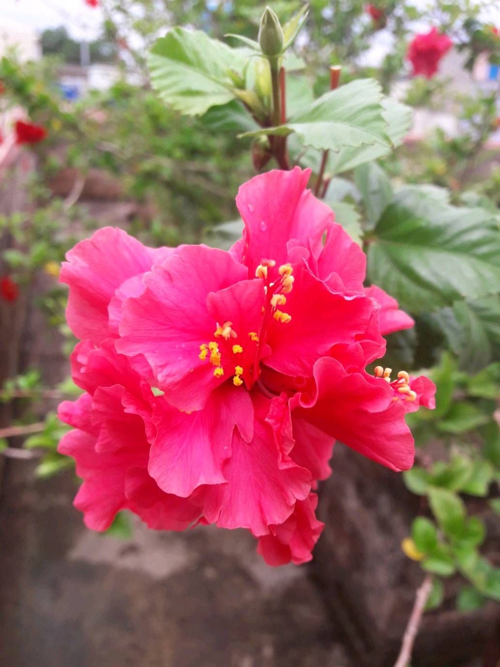 Double layered pink hibiscus plant of my garden wi... - Samsung Members