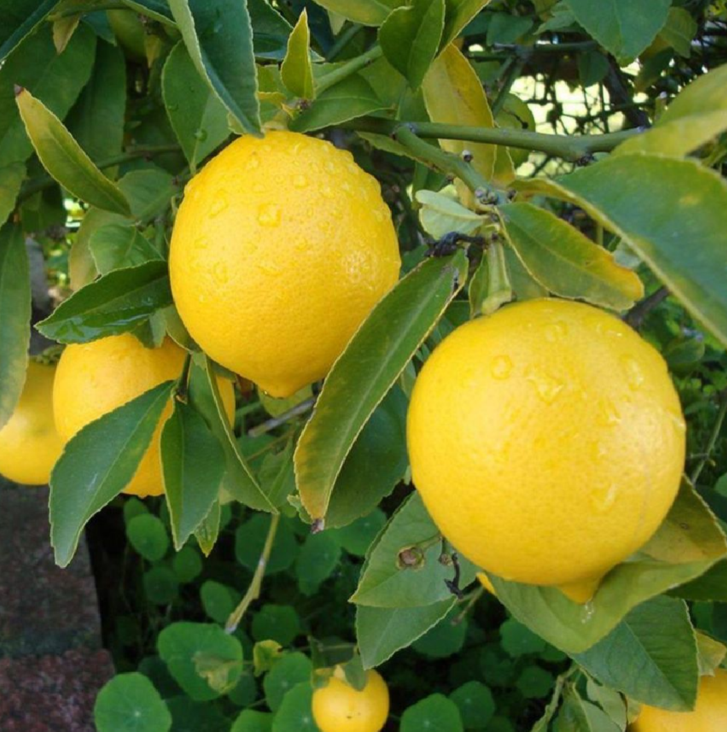 Fresh Lemons, Captured in Samsung Galaxy Note 20 U... - Samsung Members