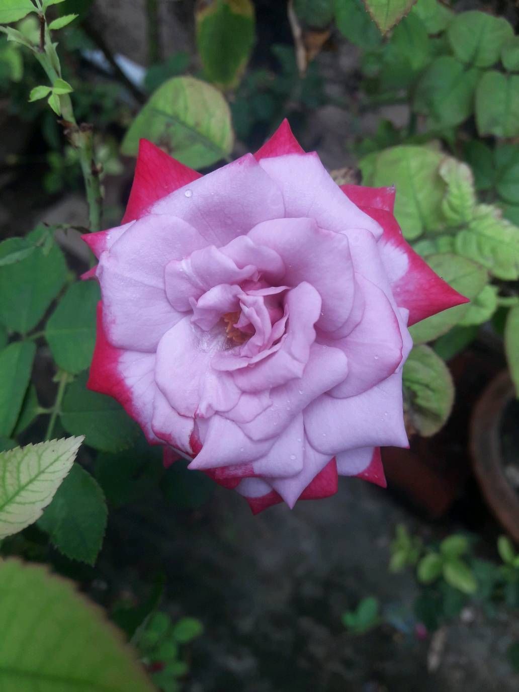 Bicolor rose plant of my terrace garden with flowe... - Samsung Members