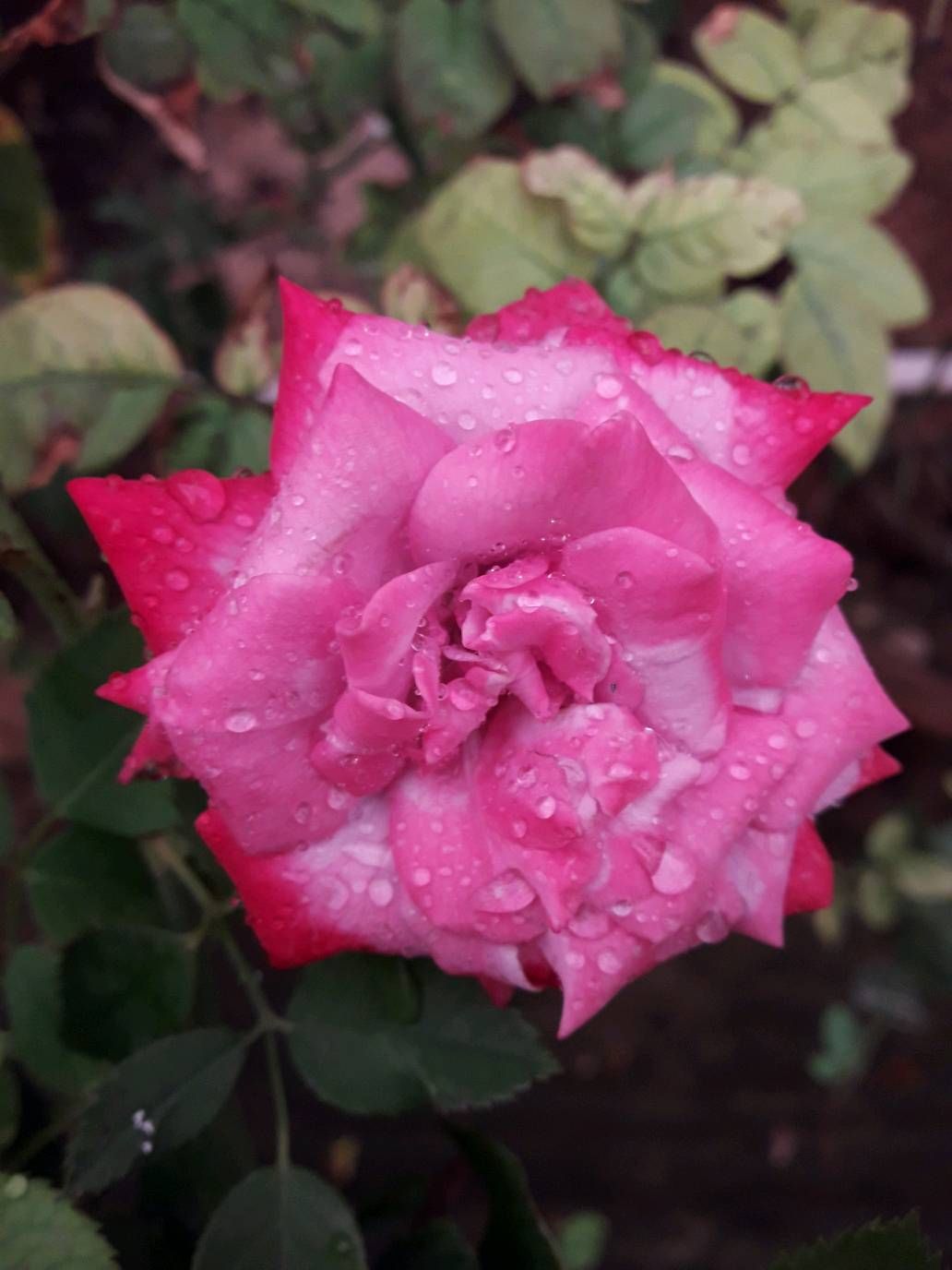 Bicolor rose plant of my terrace garden with flowe... - Page 2 ...