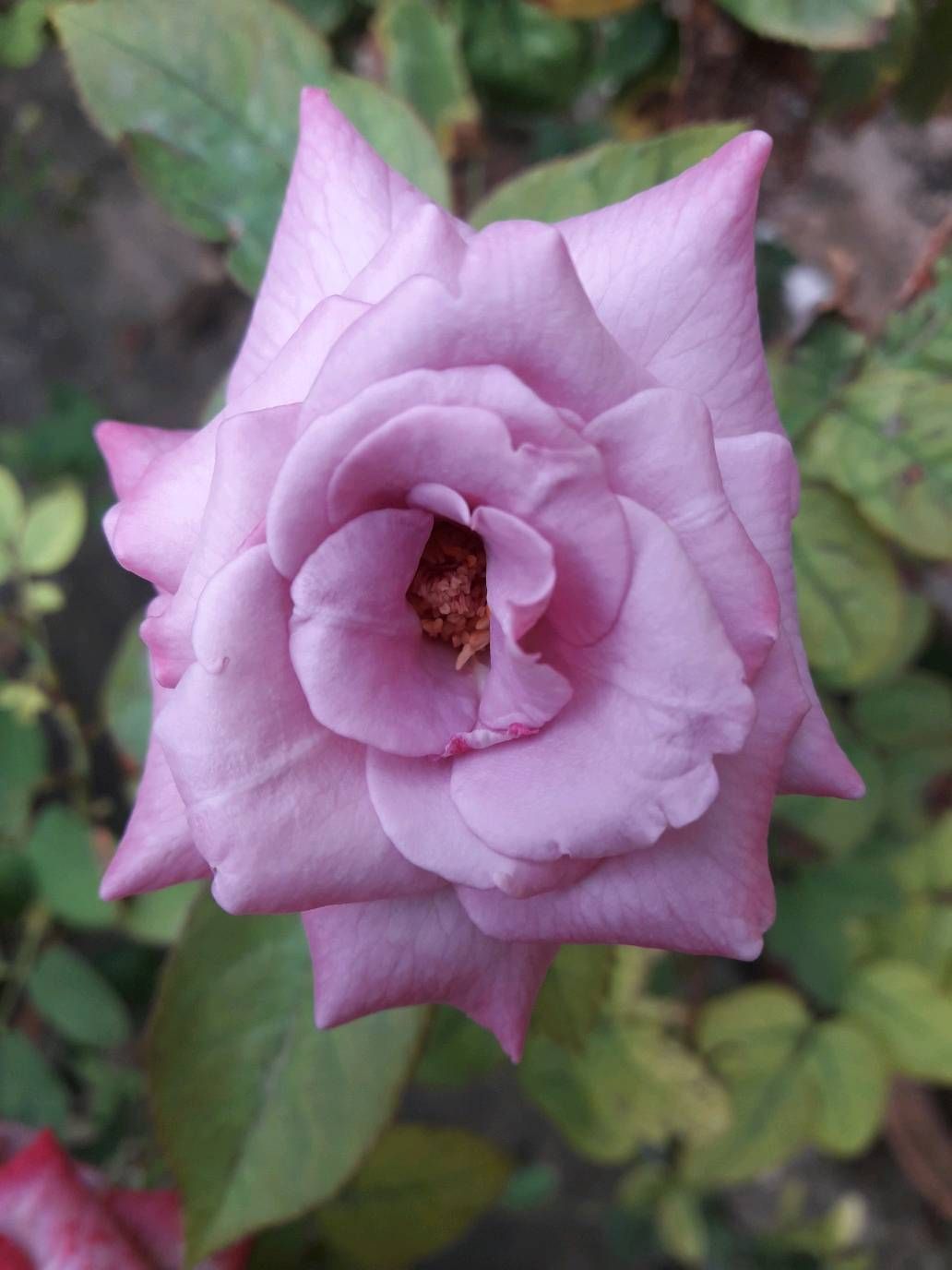 Bicolor rose plant of my terrace garden with flowe... - Samsung Members