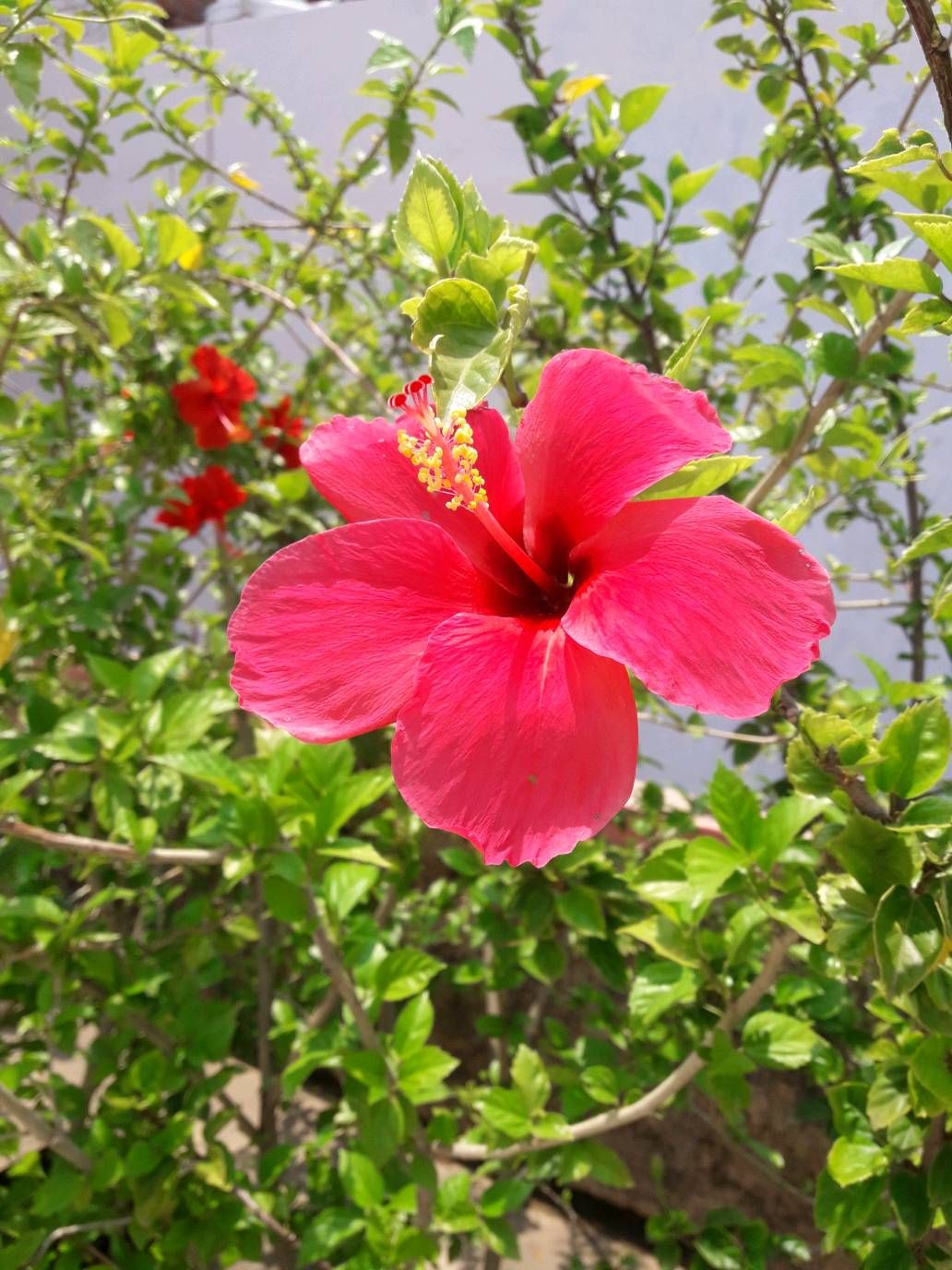 Pink hibiscus plant of my terrace garden with flow... - Samsung Members