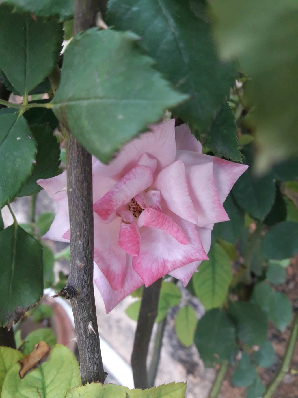 Bicolor rose plant of my terrace garden with flowe... - Samsung Members