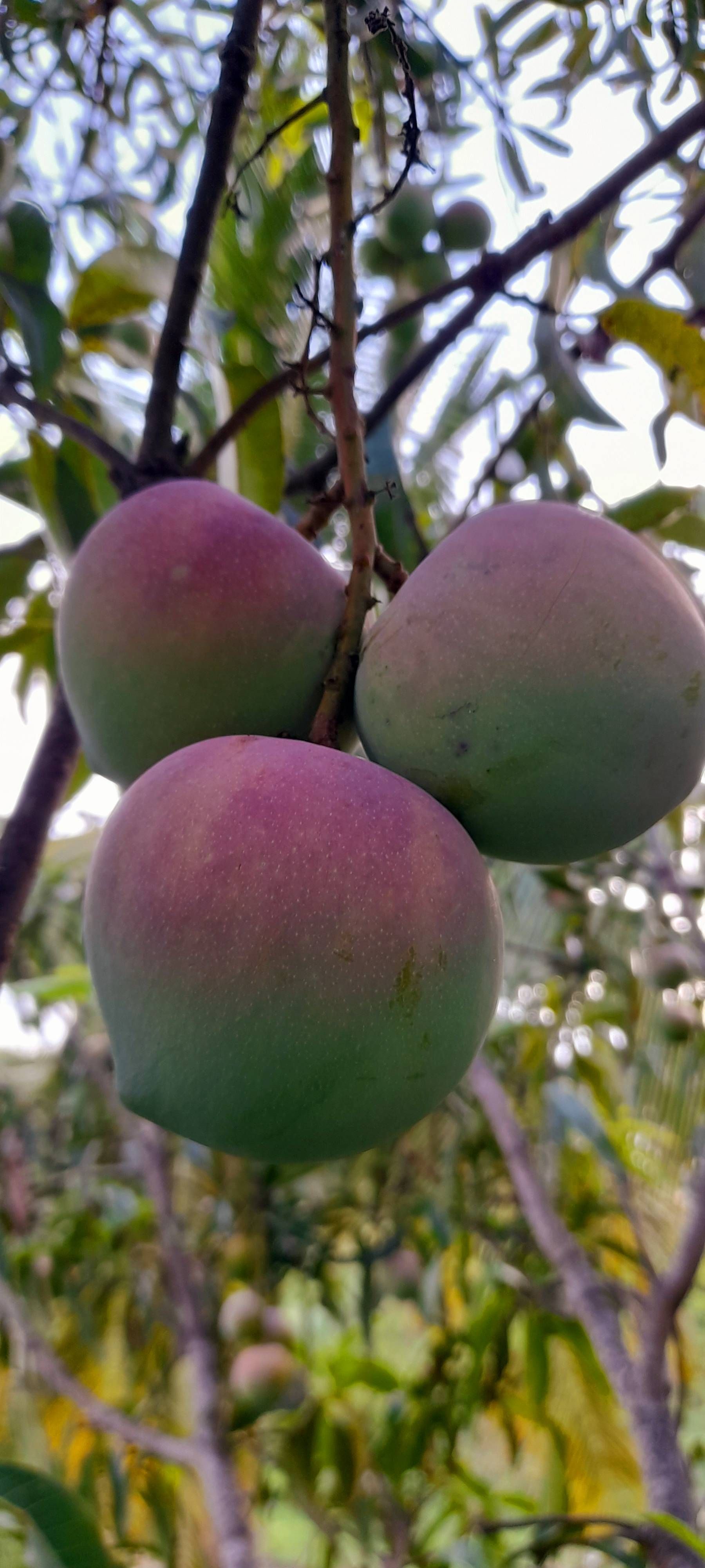 Malcova mango - Samsung Members