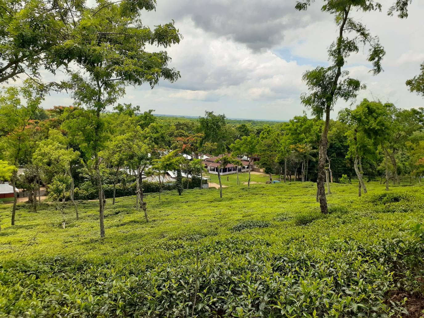 Tea garden - Samsung Members