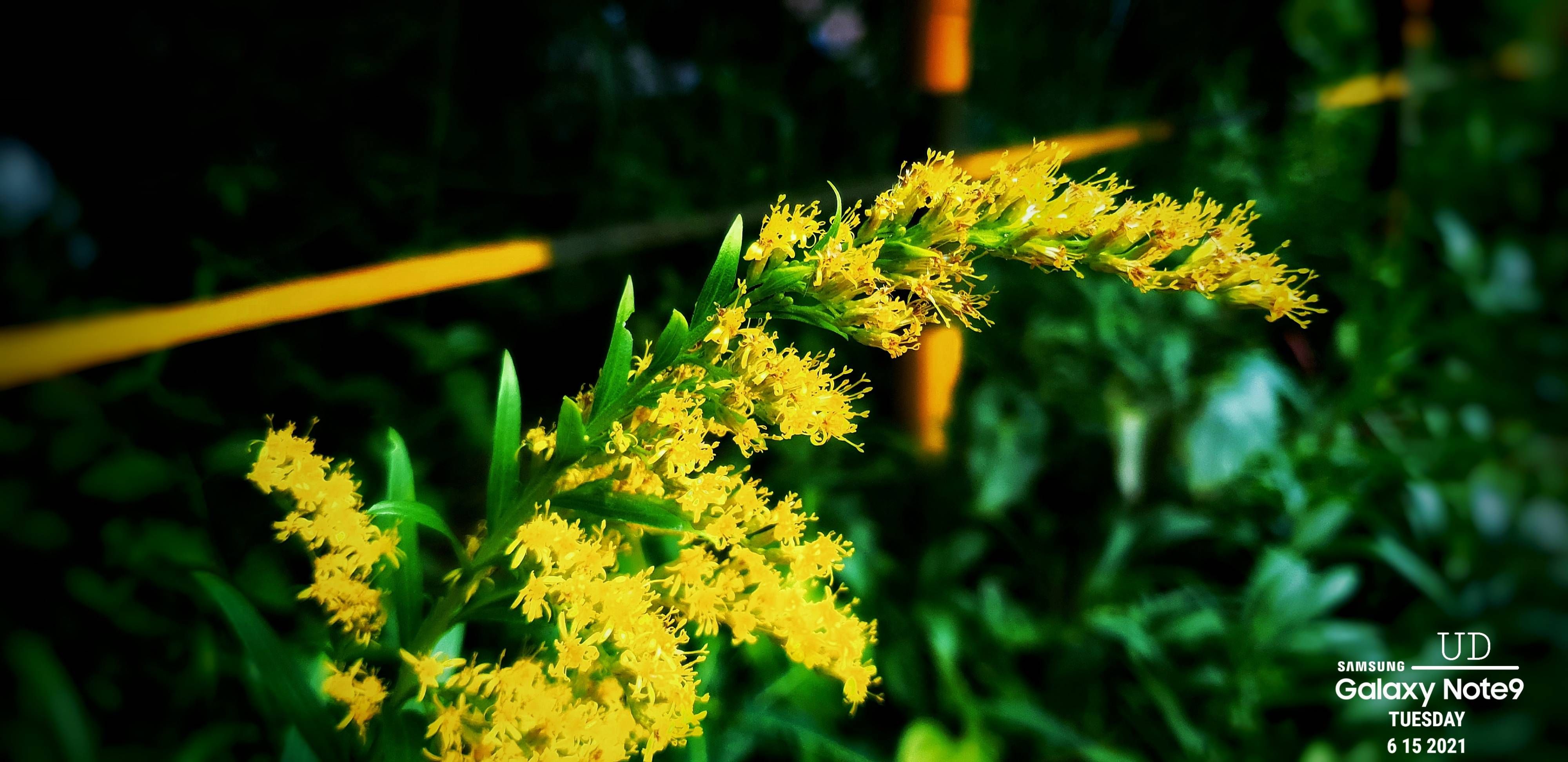 UD - Samsung Members